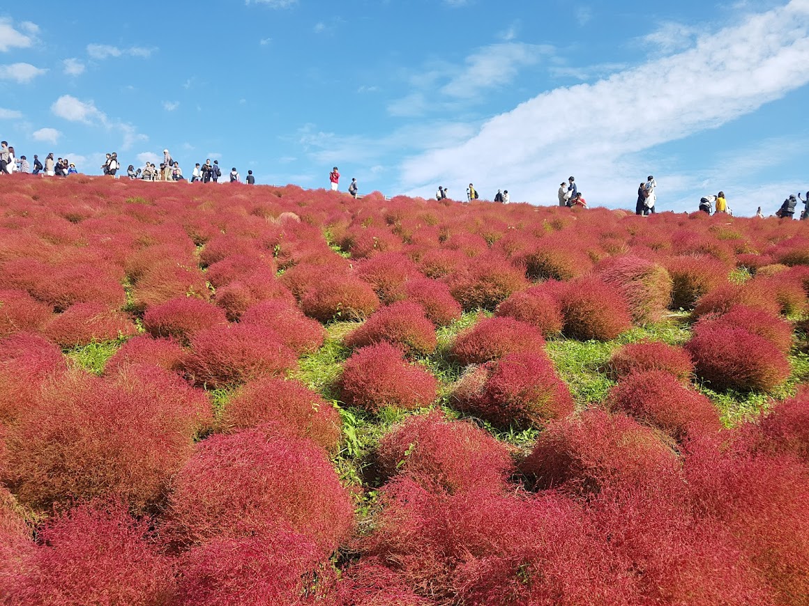 Student Experience : Study at Waseda University (Fresta, Elisa) | Unit ...